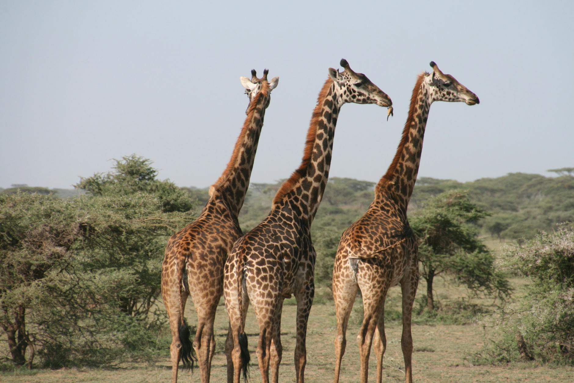 My favourite animals. – mgw08352